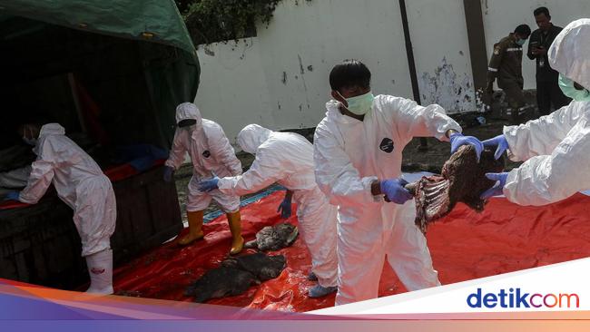 2,9 Ton Daging Babi Hutan Selundupan Dimusnahkan di Cilegon