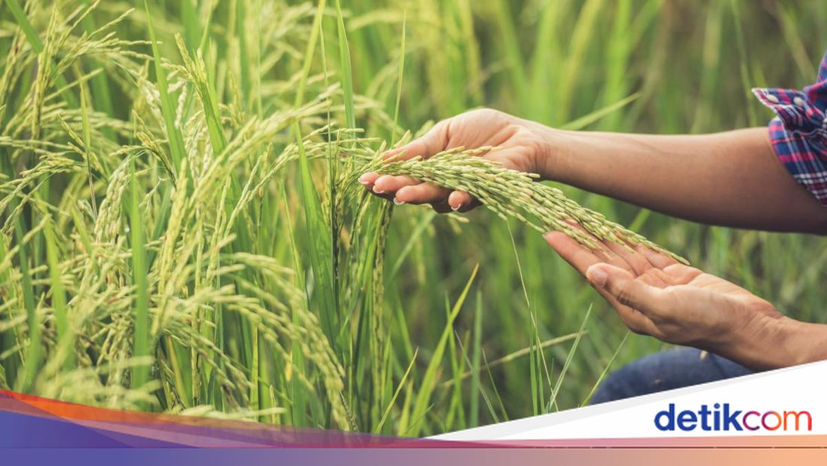 8 Cara Menanam Padi dari Awal sampai Akhir dan Bisa Dipanen secara Optimal