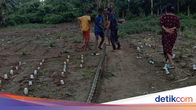 Gadis ABG di Muna Nyaris Ditelan Hidup-hidup Ular Piton 7 Meter