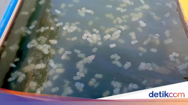 Fenomena Ubur-ubur di Pelabuhan Mayangan Kota Probolinggo