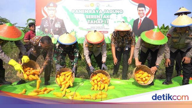 Panen Tahap 2 di Kota Mojokerto Hasilkan 3 Ton Jagung