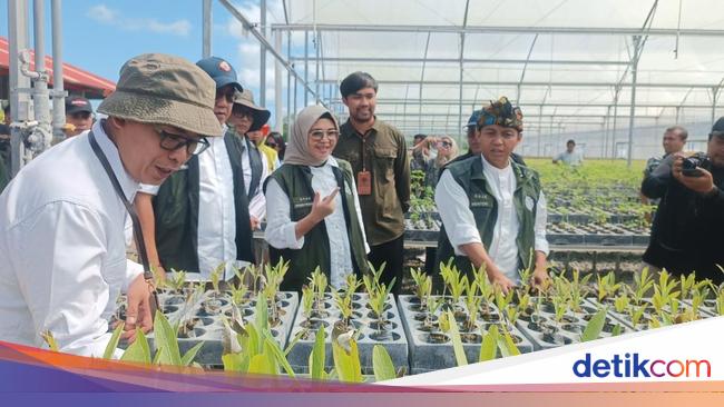 Menhut Raja Juli Tinjau Proses Pembibitan Pohon di Persemaian Mandalika