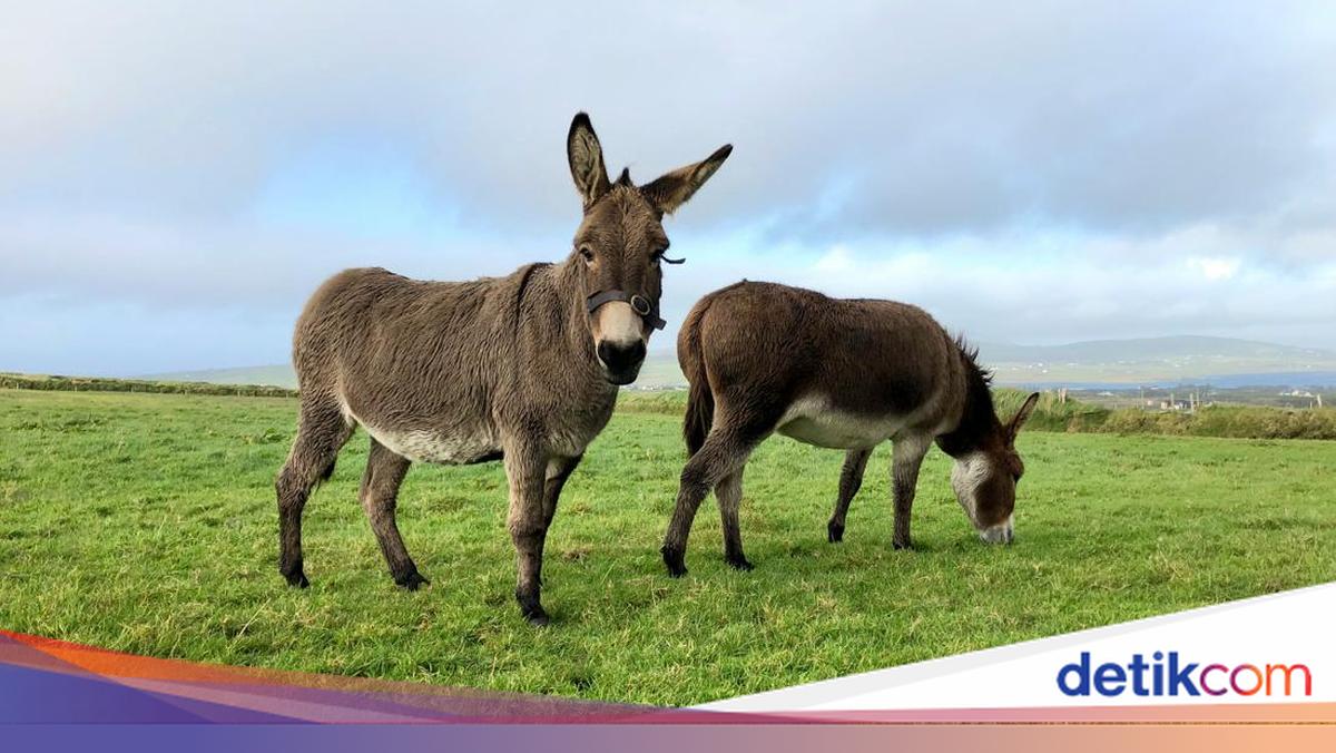 7 Perbedaan Kuda dan Keledai yang Sering Dikira Sama, Apa Saja?