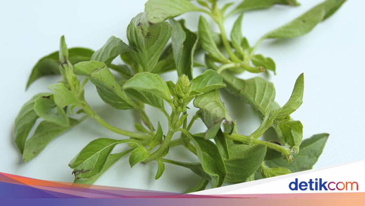 6 Jenis Daun yang Bisa Dijadikan Obat Alami untuk Meredakan Asam Lambung