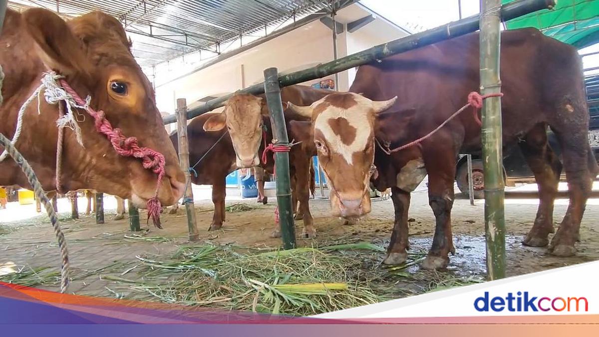Beli Hewan Kurban Kena Pajak?