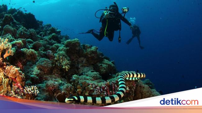 Ular Laut Itu Berbisa Tidak? Ini Faktanya