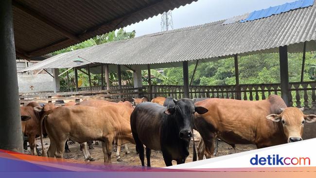 4 Ekor Sapi di Langkat Diusulkan jadi Hewan Kurban untuk Presiden Prabowo