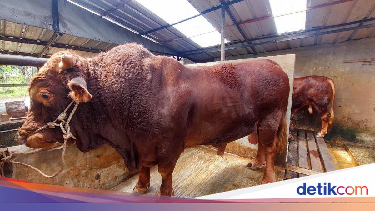 5 Fakta Sapi Limosin, Sapi 'Sultan' Bobot 1 Ton Seharga Rp 100 Juta