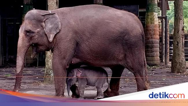 Anak Gajah Sumatera Lahir di Batu Secret Zoo