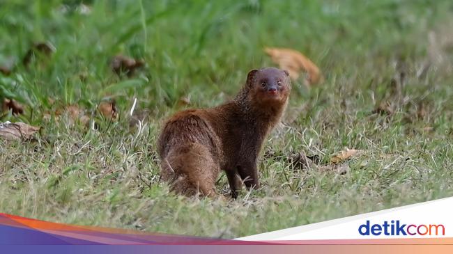 Garangan Itu Hewan Apa? Ini Nama Lain dan Fakta Ilmiahnya yang Menarik