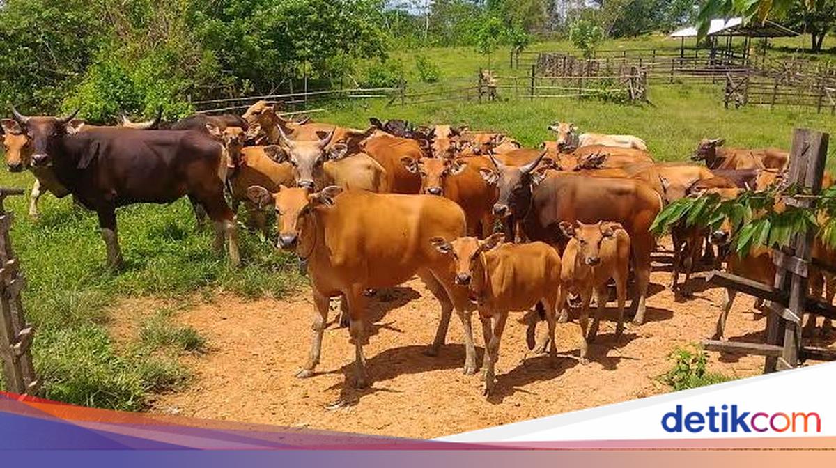 Keistimewaan Sapi Bali,Ternak Unggulan yang Masih Satu Famili dengan ...
