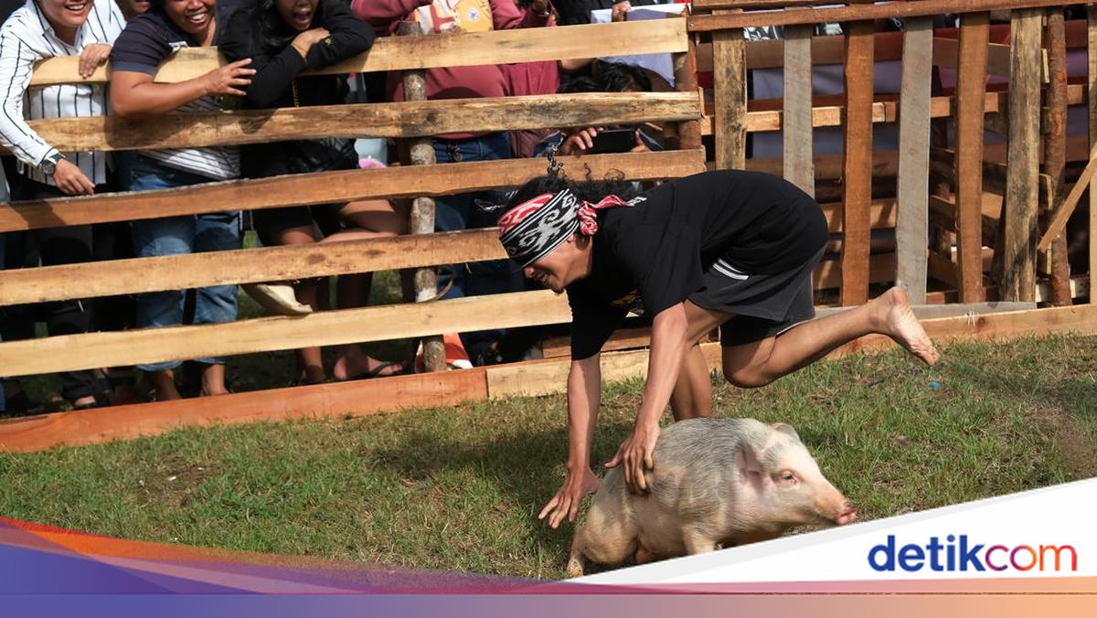 Gelak Tawa Lomba Tangkap Babi dengan Mata Tertutup di Pontianak