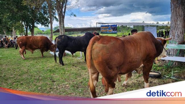 Presiden Prabowo Sumbang 7 Sapi Kurban Bobot 1,08 Ton di Gorontalo