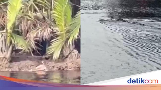 Remaja di Jambi Diterkam Buaya, Tim SAR Diturunkan