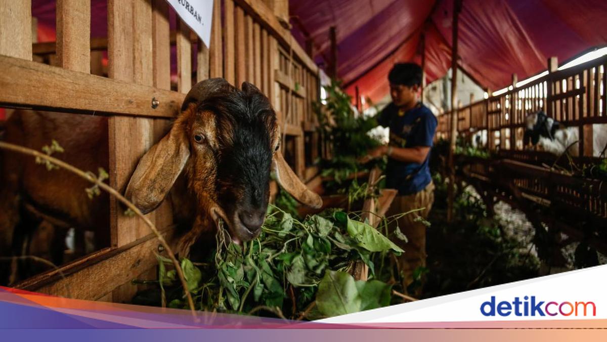 Mengapa Umat Muslim Hanya Berkurban Sapi, Kambing, Domba, Kerbau, atau ...