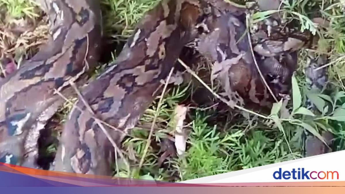 Imam Masjid Vs Piton 5,5 Meter di Polman, Gigitan Dibalas Tebasan