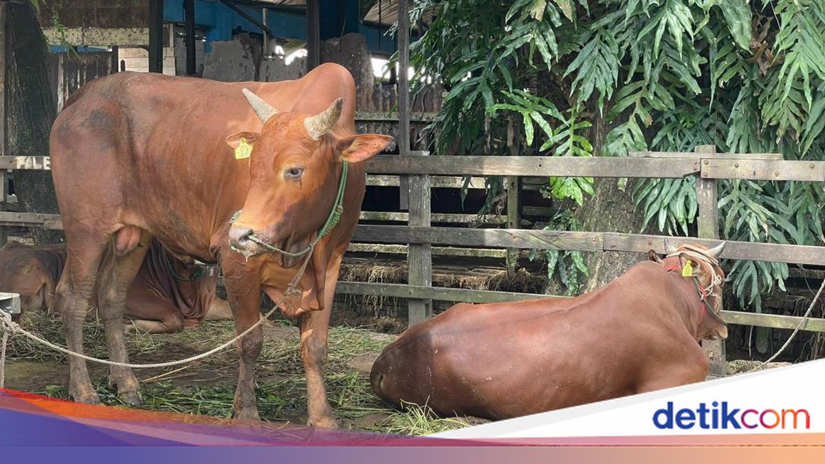 Doa Menyembelih Hewan Kurban Sesuai Sunnah: Arab, Latin, dan Artinya