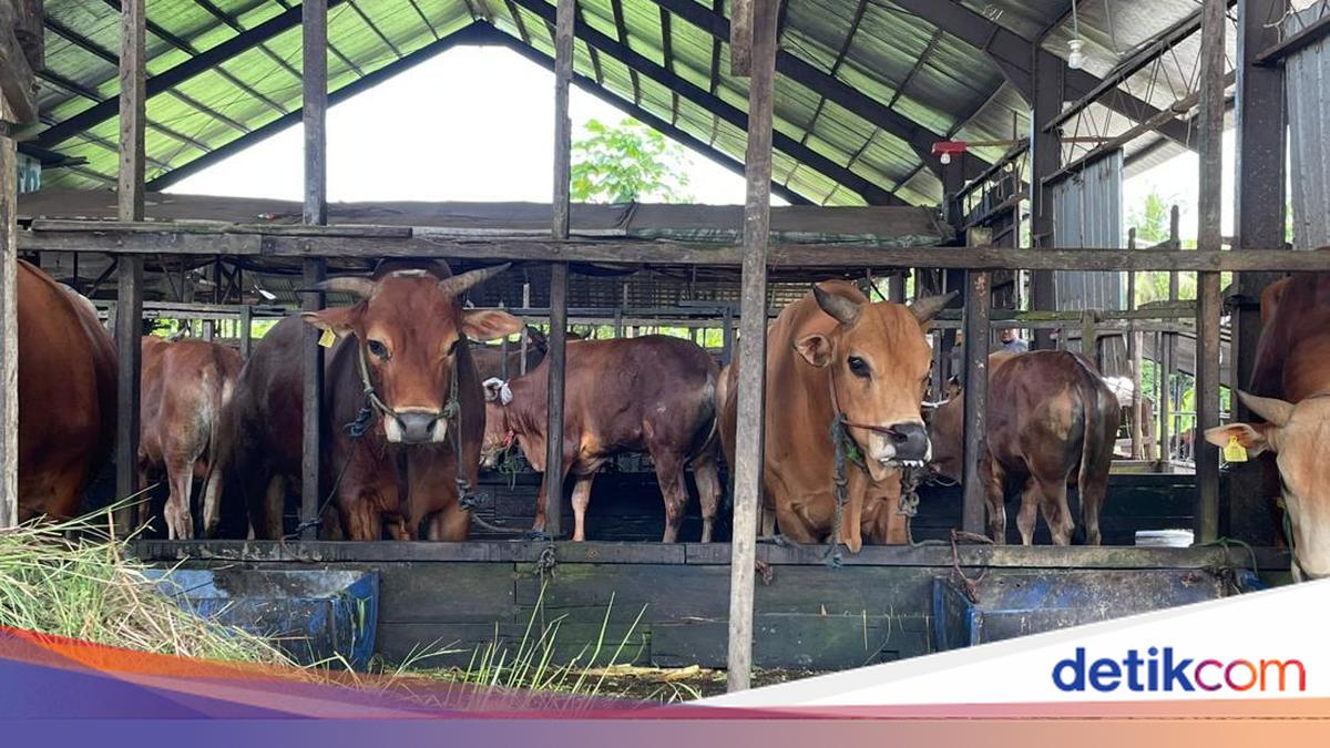 Ratusan Sapi Kurban Masuk Rumah Pemotongan Hewan di Banjarmasin