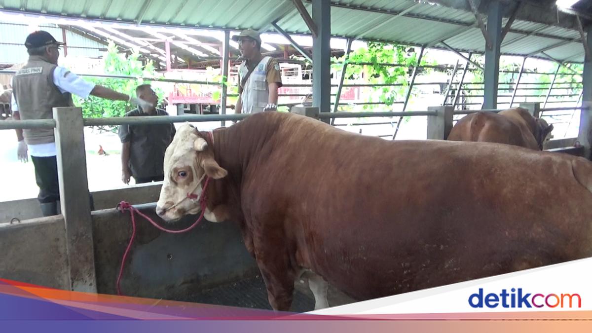 Ini Si Gemoy, Sapi Simental yang Dibeli Prabowo dari Peternak Lumajang