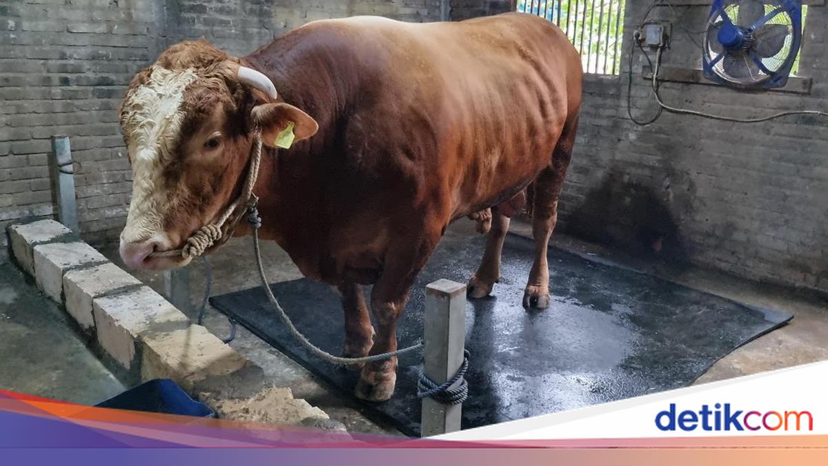 Tentang Sapi Simental, Jenis Sapi Bruno Gemoy Milik Prabowo