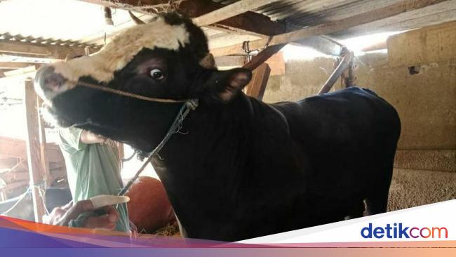 Prabowo Beli Sapi Milik Peternak di Kota Malang Seharga Rp 75 Juta