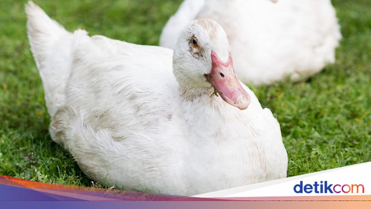 Itik, Entok, dan Bebek Itu Sama atau Tidak? Ini Hal yang Membedakannya