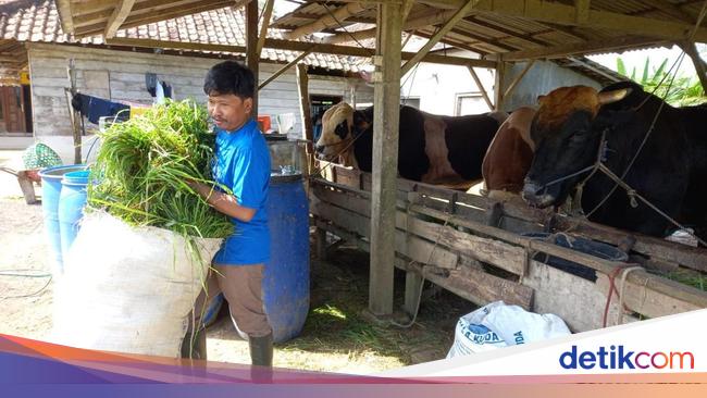Keraguan Jamil Achmadi Saat Sapinya Mau Dibeli Prabowo Berujung Bahagia