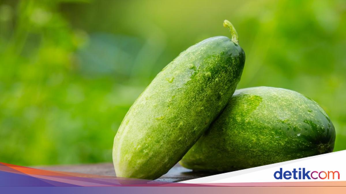 5 Cara Menanam Timun di Rumah yang Mudah, Dijamin Berbuah Lebat!