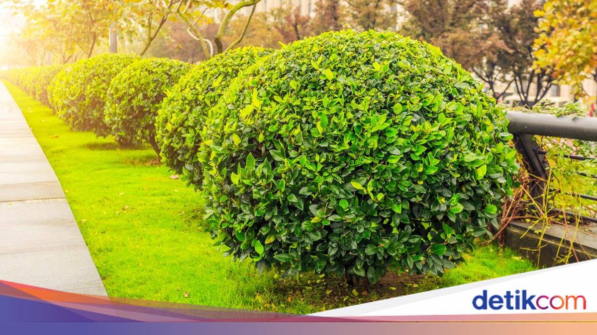 Tanaman Perdu Itu Apa? Ini Penjelasan, Ciri-ciri, dan Manfaatnya