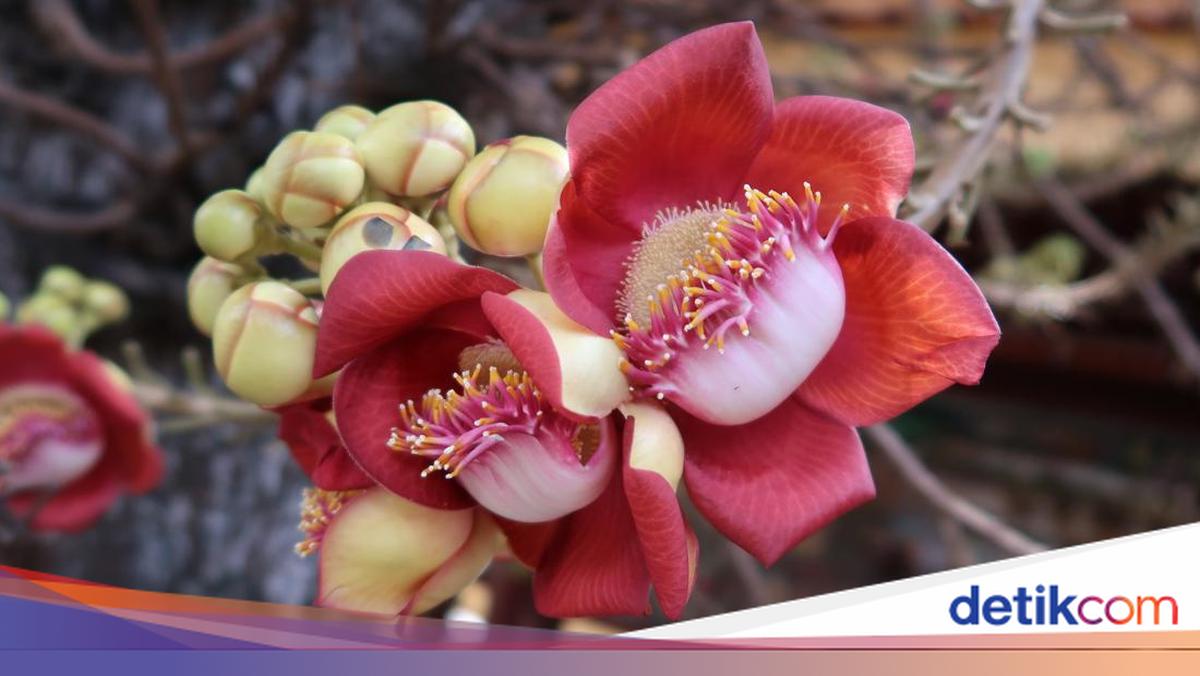 Mengenal Pohon Sala yang Jadi Cikal Bakal Nama Kota Solo