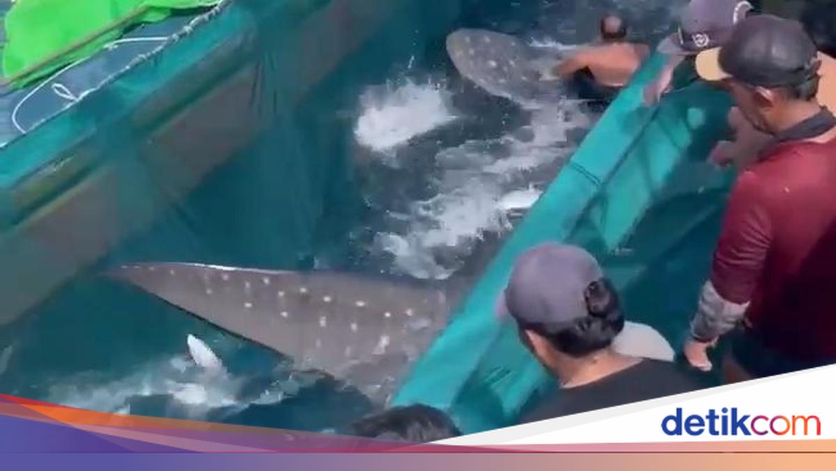 Hiu Paus Terjaring Nelayan Pantai Malang Selatan