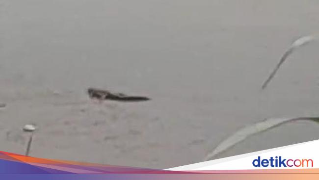 Buaya Kembali Muncul di Sungai Progo Pandak Bantul