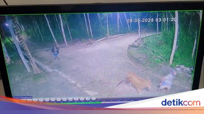 Terekam CCTV Aksi Tenang 2 Pencuri Sapi di Sampang