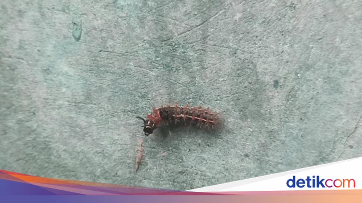 Ada Ulat Bulu di Rumah Nggak Perlu Panik, Begini Cara Basminya