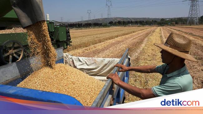 Meski Dilanda Kekeringan, Petani di China Tetap Panen Gandum