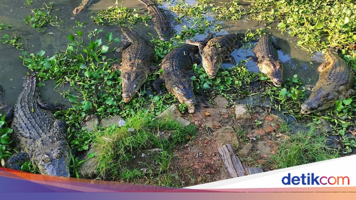 Penangkaran Buaya Teritip, Wisata Ekstrem di Balikpapan