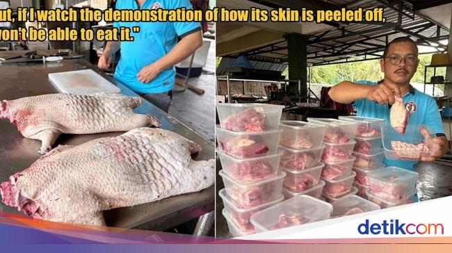 Wah! Daging Landak Disebut Lebih Enak Daripada Daging Ayam