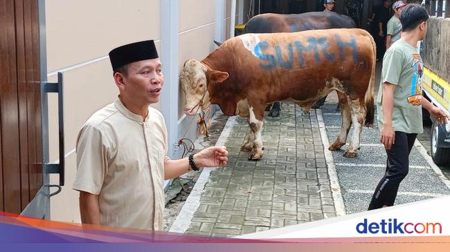 Penampakan Sapi Limosin Milik Ayu Ting Ting Penampakan Sapi Limosin Milik Ayu Ting Ting