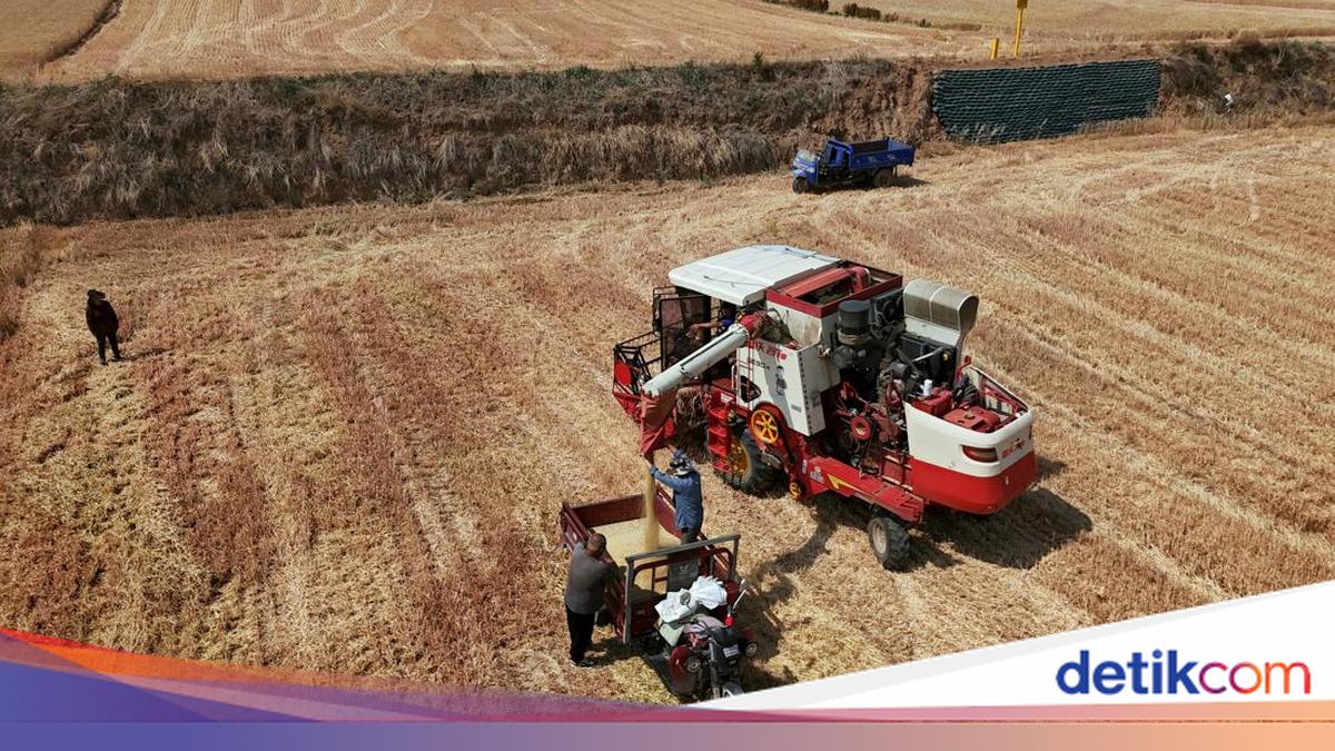 Musim Panen Jadi Musim Merana di Ladang Gandum China