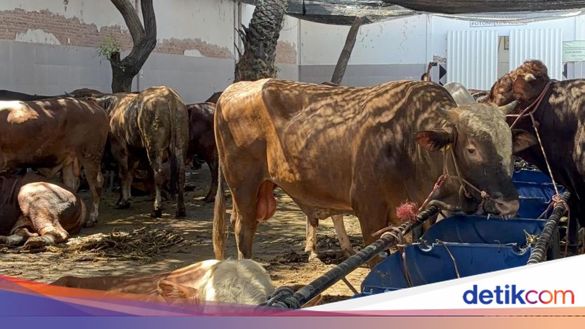 Tips Pilih Hewan Kurban Sehat ala Pakar, Jangan Cuma Tergiur Jumbo!