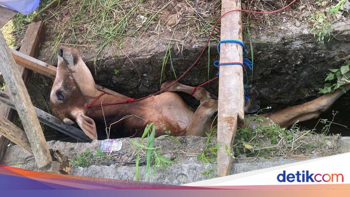 Sapi Kurban Lepas Masuk Parit di Lampung, Damkar Turun Tangan