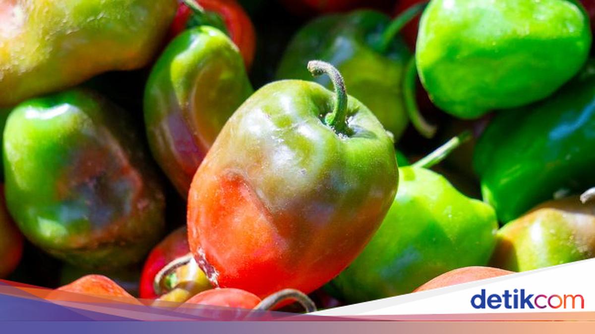 Cabai Gendot Itu Apa? Ini Manfaat dan Ide Resep Olahannya