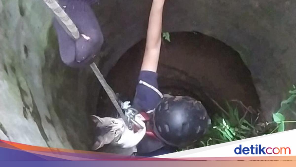 Damkar Tasik Evakuasi Dua Kucing Bucin dari Dalam Sumur