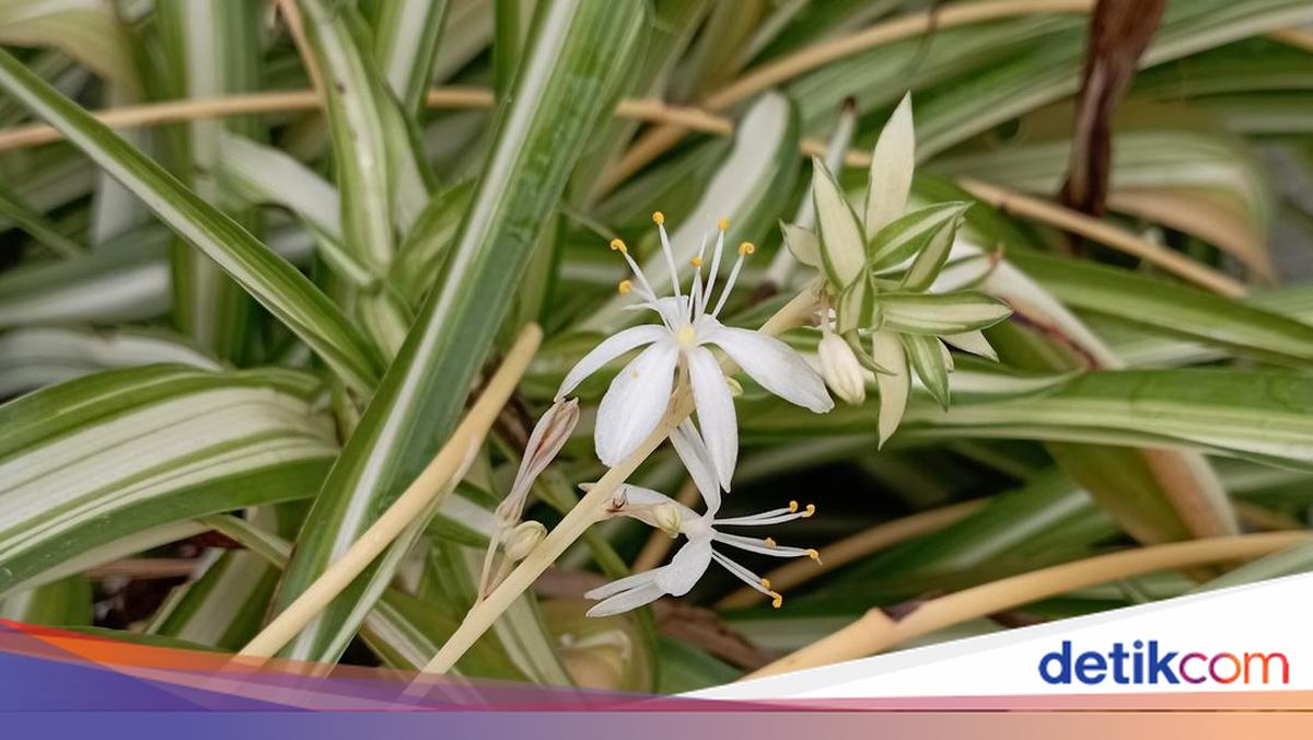 5 Tanaman Sakti buat di Dapur, Bisa Menyerap Asap
