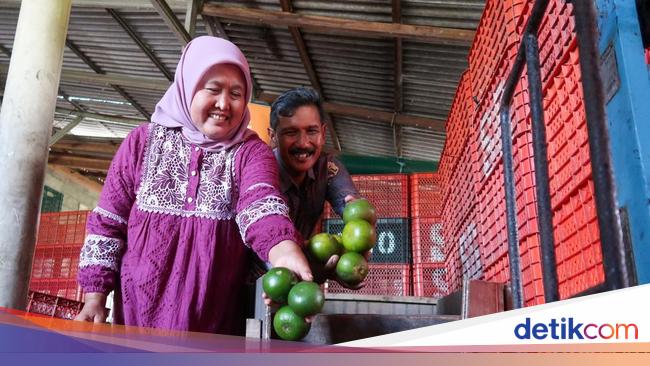 Kisah Lilik dan Seger Jalankan Bisnis Buah di Tengah Ketidakpastian