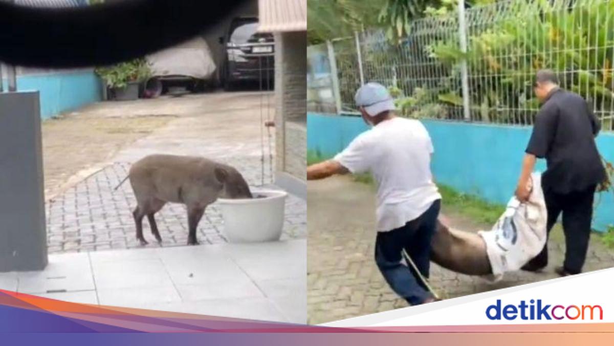 Asal-usul Babi Hutan Berkeliaran di Jalanan Hebohkan Warga Jakarta Selatan