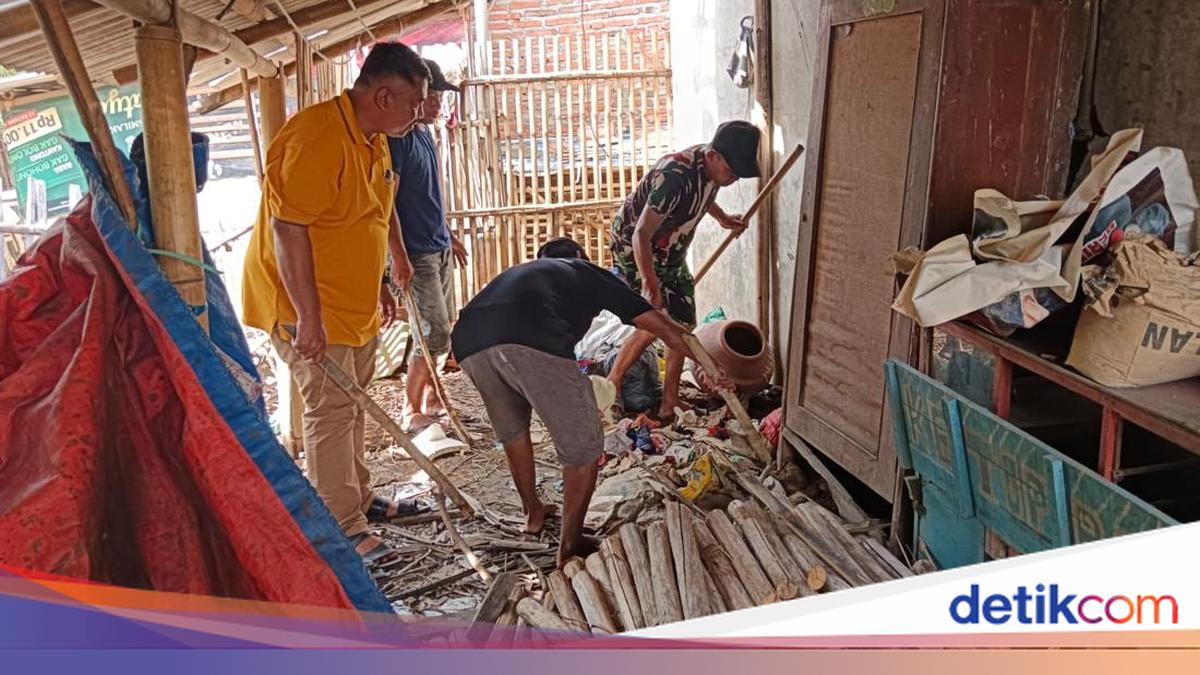 Ramai Warga Cirebon Buru 'Tikus Botak' Biang Penyakit Leptospirosis