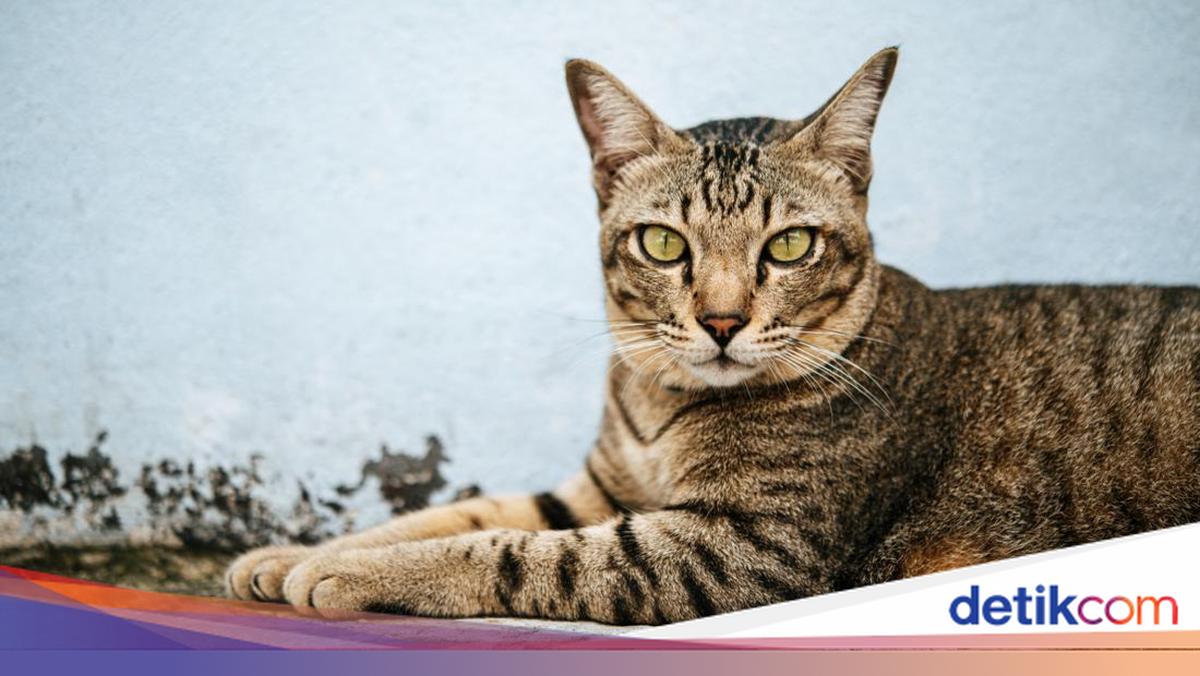 6 Fakta Kucing Mujair si Temperamental, Konon Nenek Moyangnya dari ...