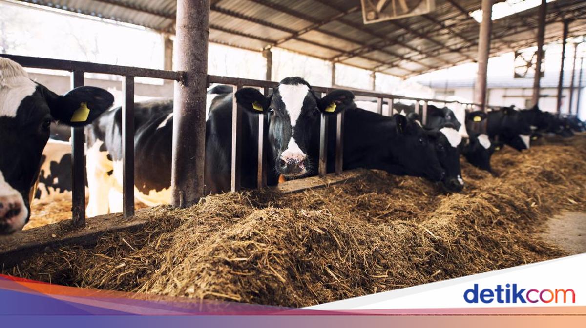 Cara Membuat Pakan Ternak Sapi yang Baik dan Bergizi agar Cepat Gemuk