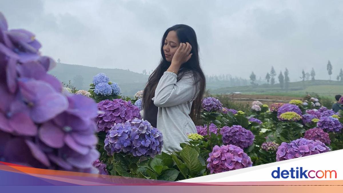 Indahnya Kebun Hortensia Batu, Spot Foto Favorit yang Lagi Viral!